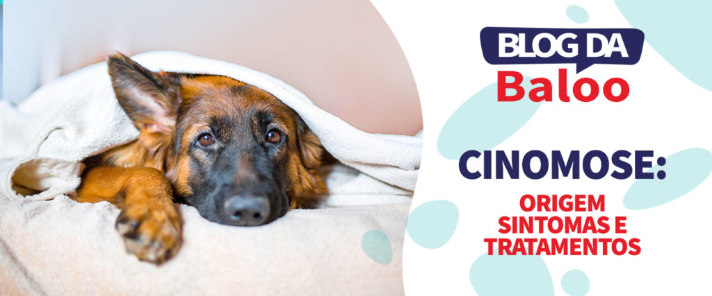 Cinomose: origem, sintomas e tratamentos – Baloo